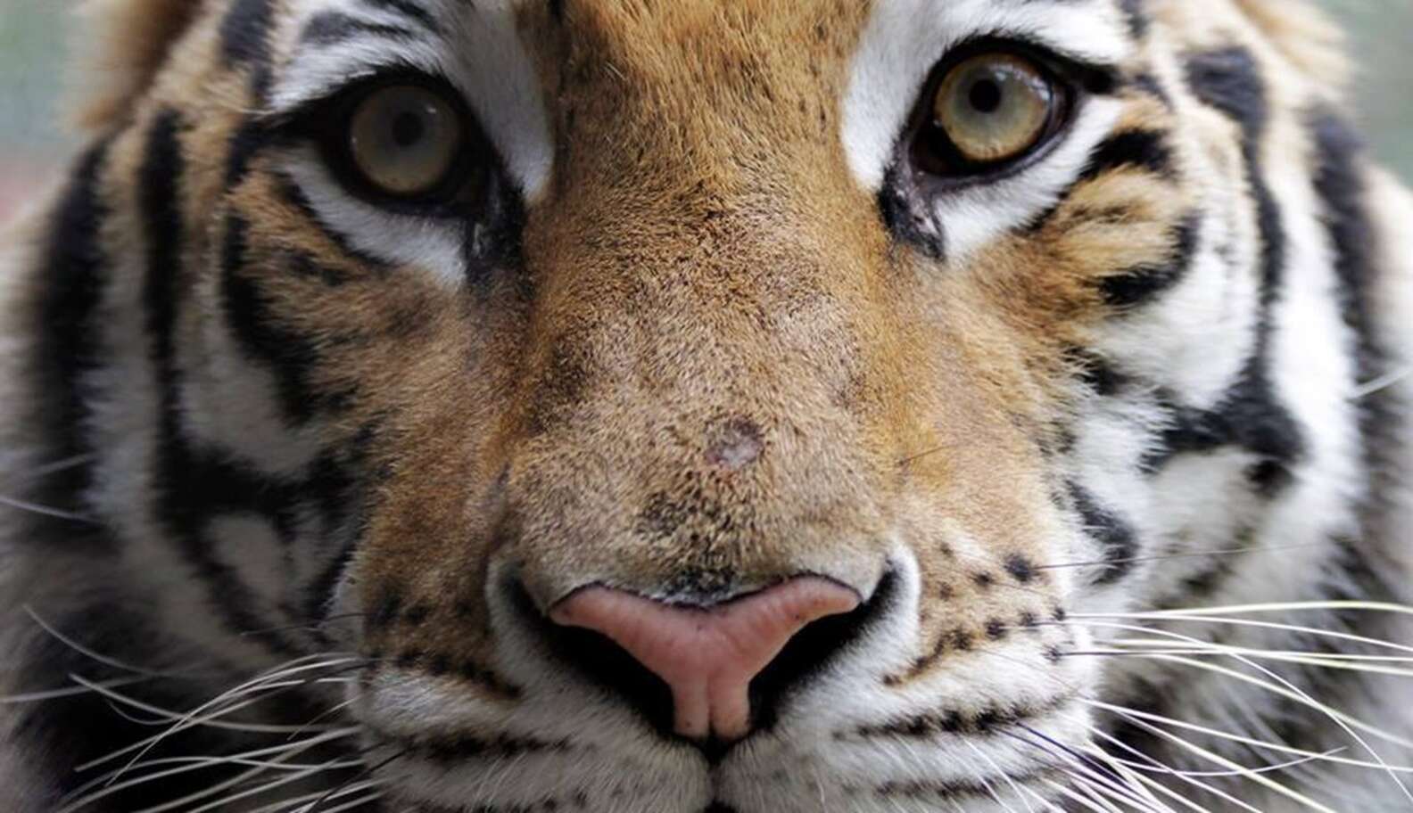 Sick Tiger Cub Rescued From Circus Makes Incredible Recovery - The Dodo