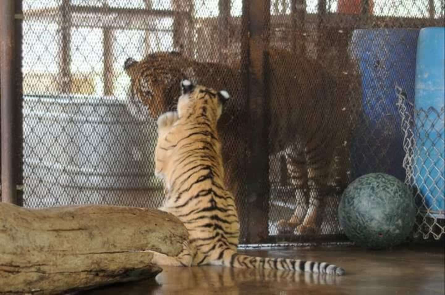 Sick Tiger Cub Rescued From Circus Makes Incredible Recovery - The Dodo