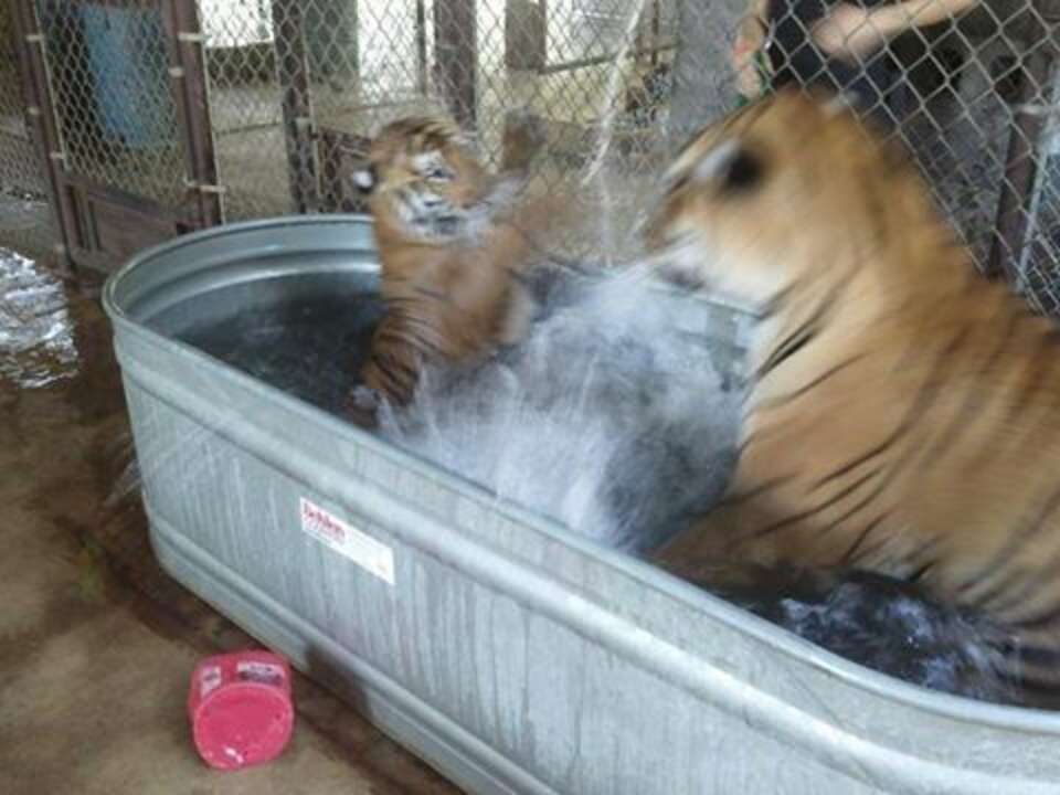 Sick Tiger Cub Rescued From Circus Makes Incredible Recovery - The Dodo