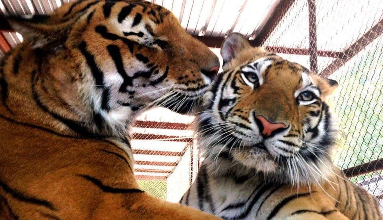 Sick Tiger Cub Rescued From Circus Makes Incredible Recovery - The Dodo