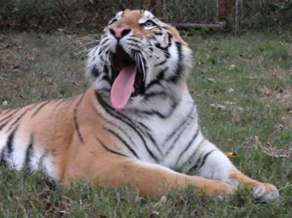 Sick Tiger Cub Rescued From Circus Makes Incredible Recovery - The Dodo