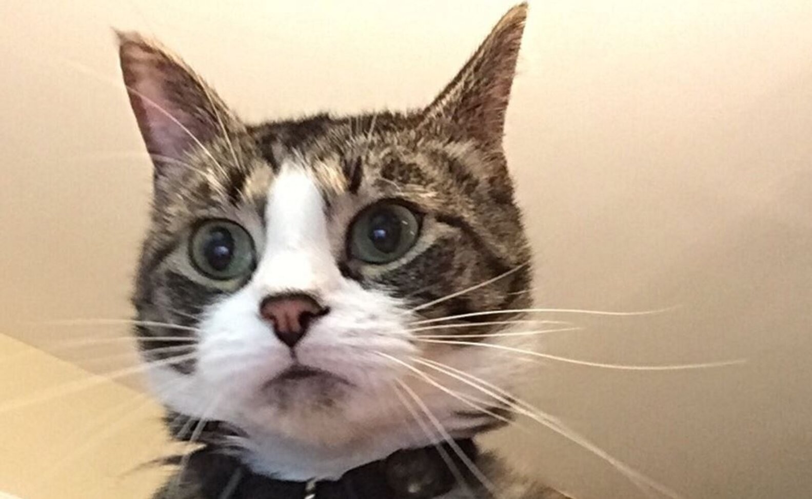 Cats Caught On Camera Trying To Break Into Owners’ Computers - The Dodo