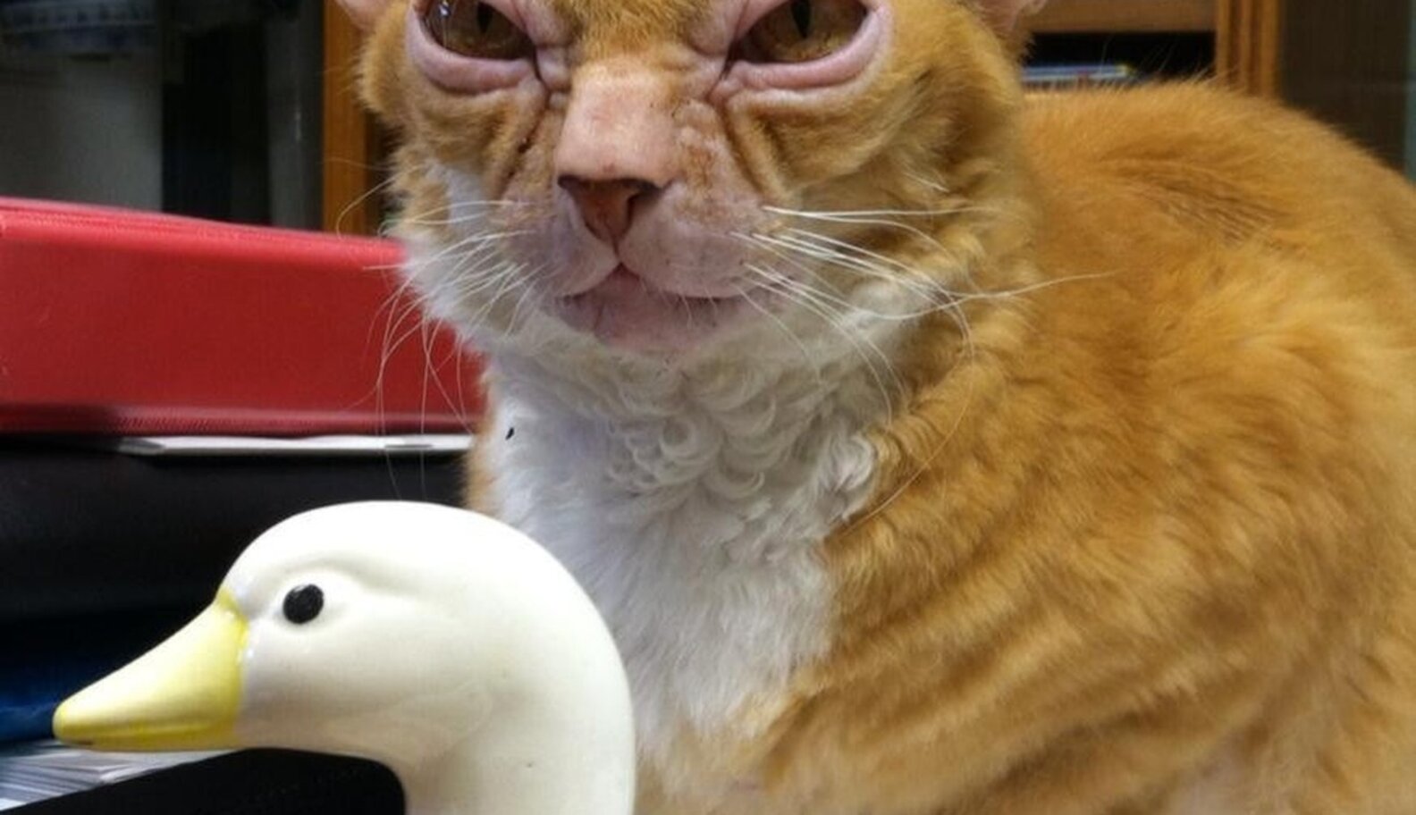 Cats Caught On Camera Trying To Break Into Owners’ Computers - The Dodo