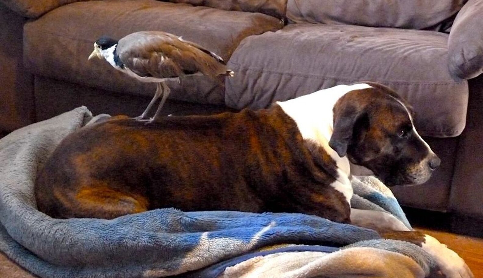 Orphaned Bird's Favorite Place Is On Top Of Her Dog - The Dodo