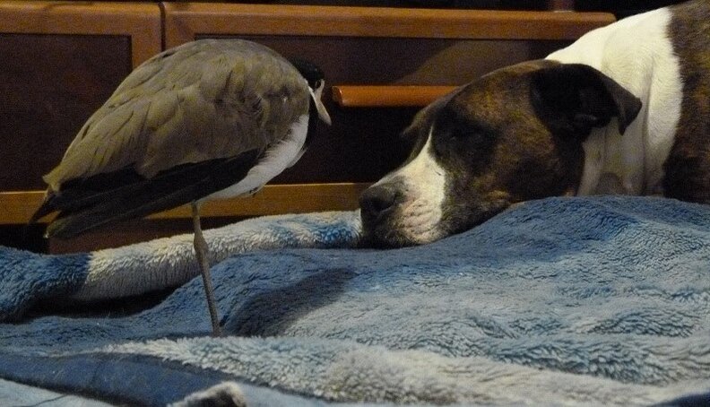 Orphaned Bird's Favorite Place Is On Top Of Her Dog - The Dodo