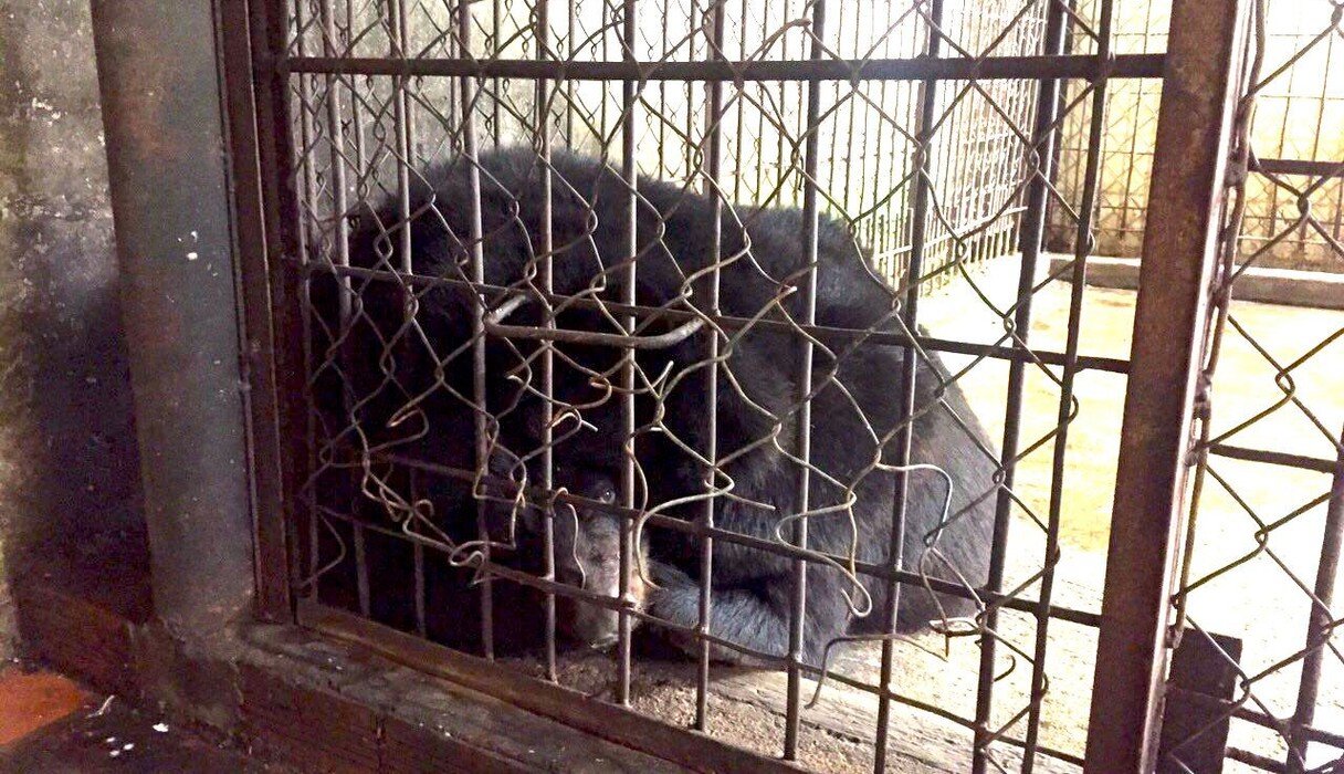 Bear Who Spent 12 Years In A Cage Is So Excited To Go To A Sanctuary ...