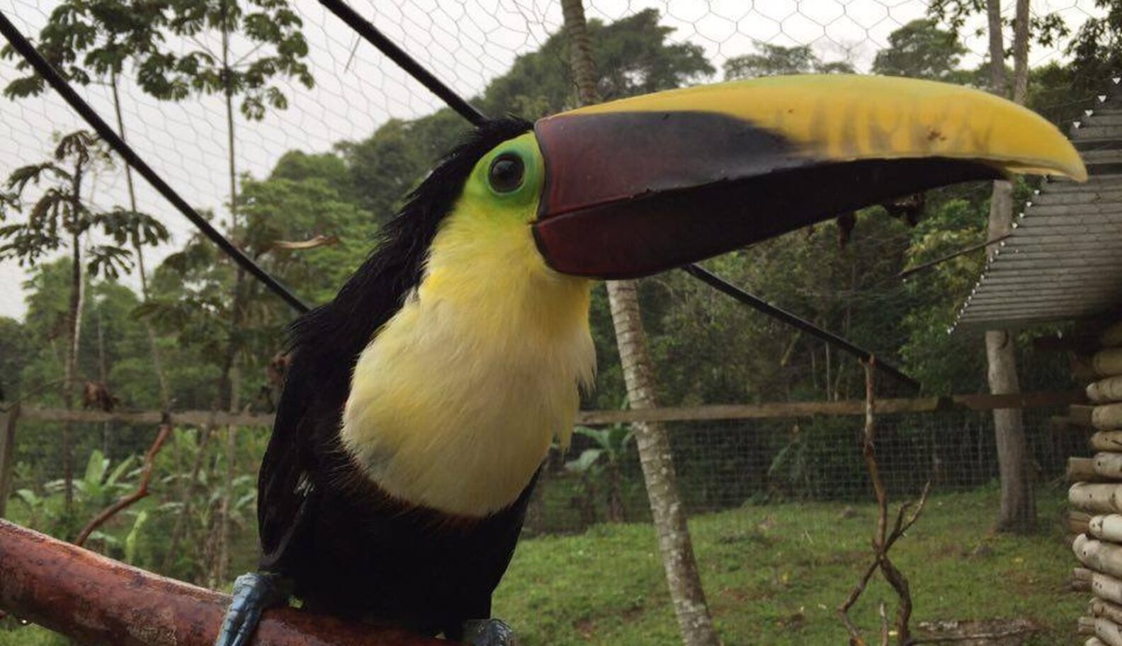 Toucan Waits For His Wings To Grow Back So He Can Fly Again - The Dodo