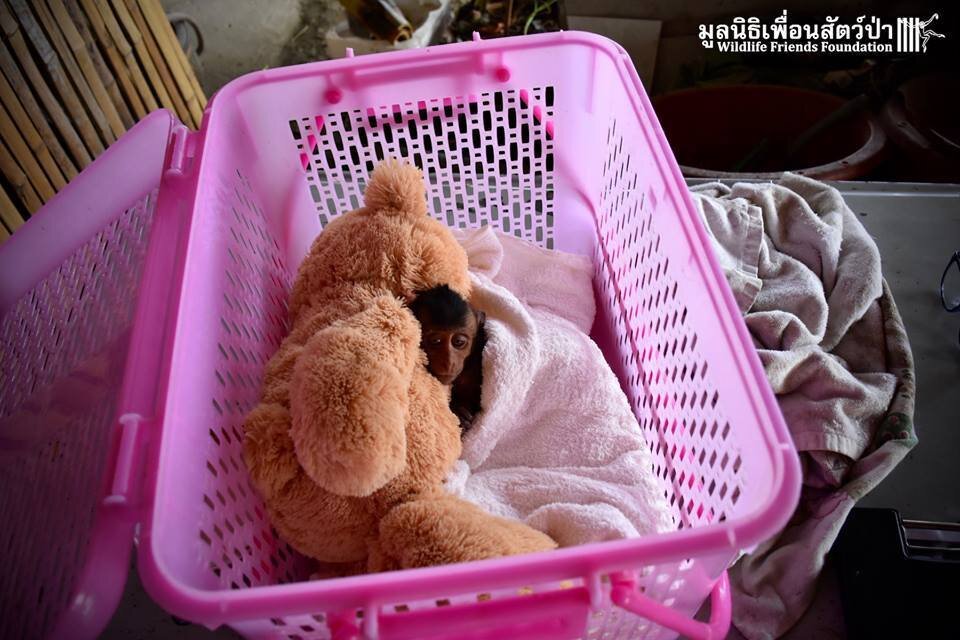 Rescuers Thought Baby Monkey Was Paralyzed For Life — Until He Sat Up ...