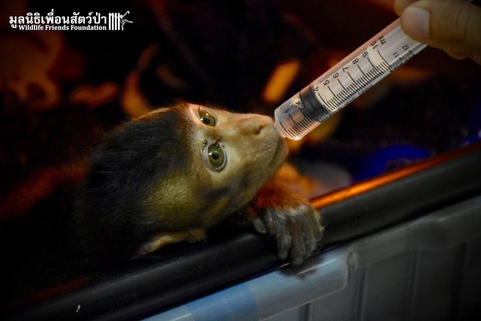 Rescuers Thought Baby Monkey Was Paralyzed For Life — Until He Sat Up ...