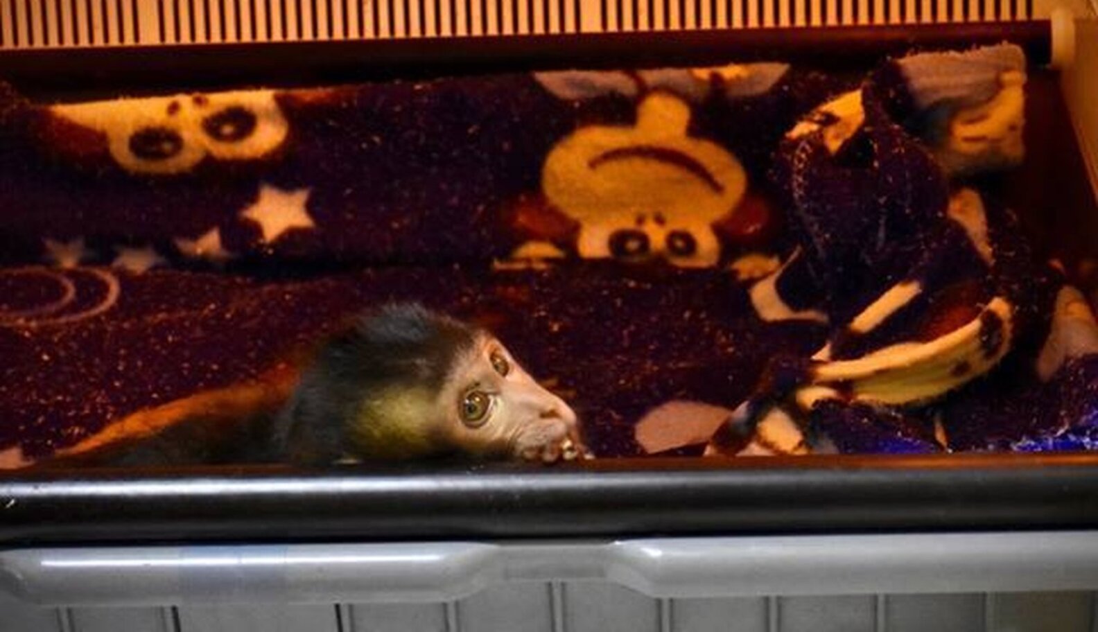 Rescuers Thought Baby Monkey Was Paralyzed For Life — Until He Sat Up ...