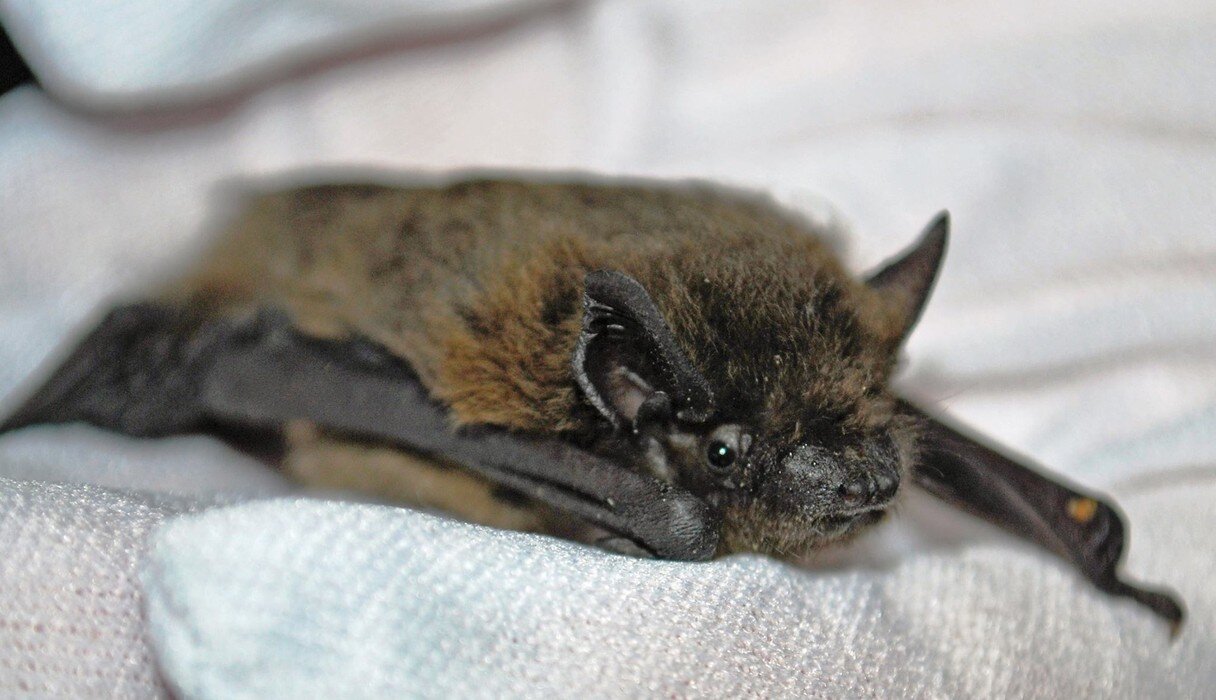 Newborn Bat Was The Size Of A PAPER CLIP When He Was Rescued - The Dodo