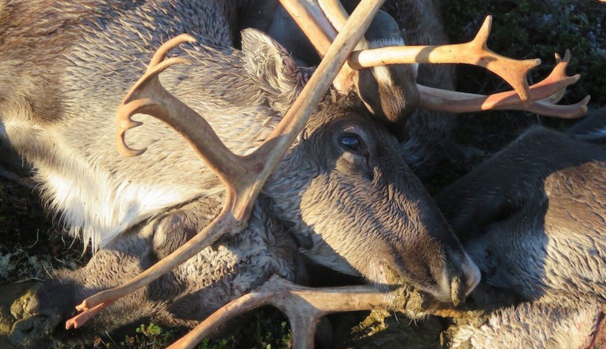 323 Reindeer Die In A Single Moment When Lightning Strikes - The Dodo