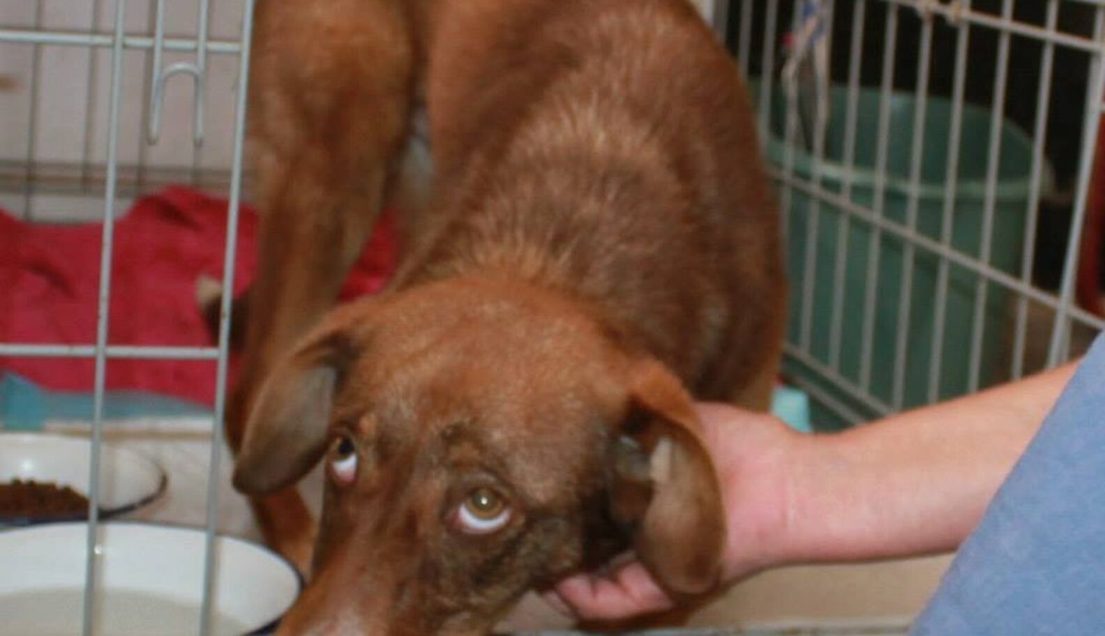 Dog Chained For 10 Days Because Someone Called Him ‘Untouchable’ - The Dodo