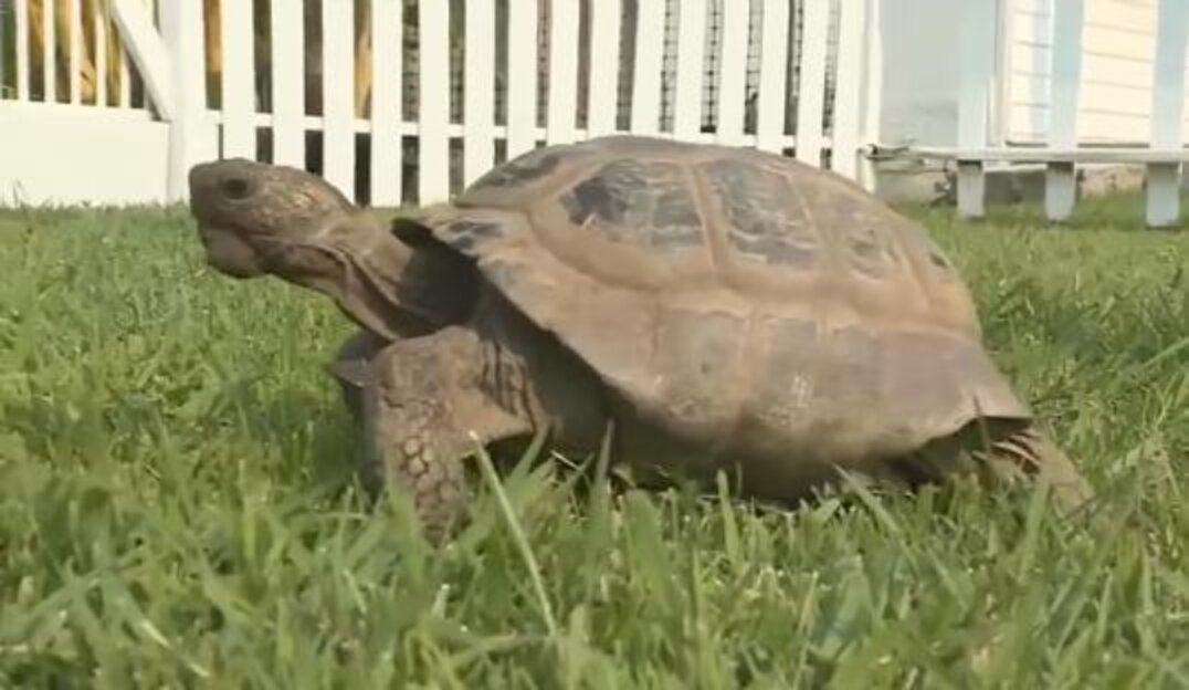 Woman Reunites With Tortoise She's Loved Since She Was 5 - The Dodo