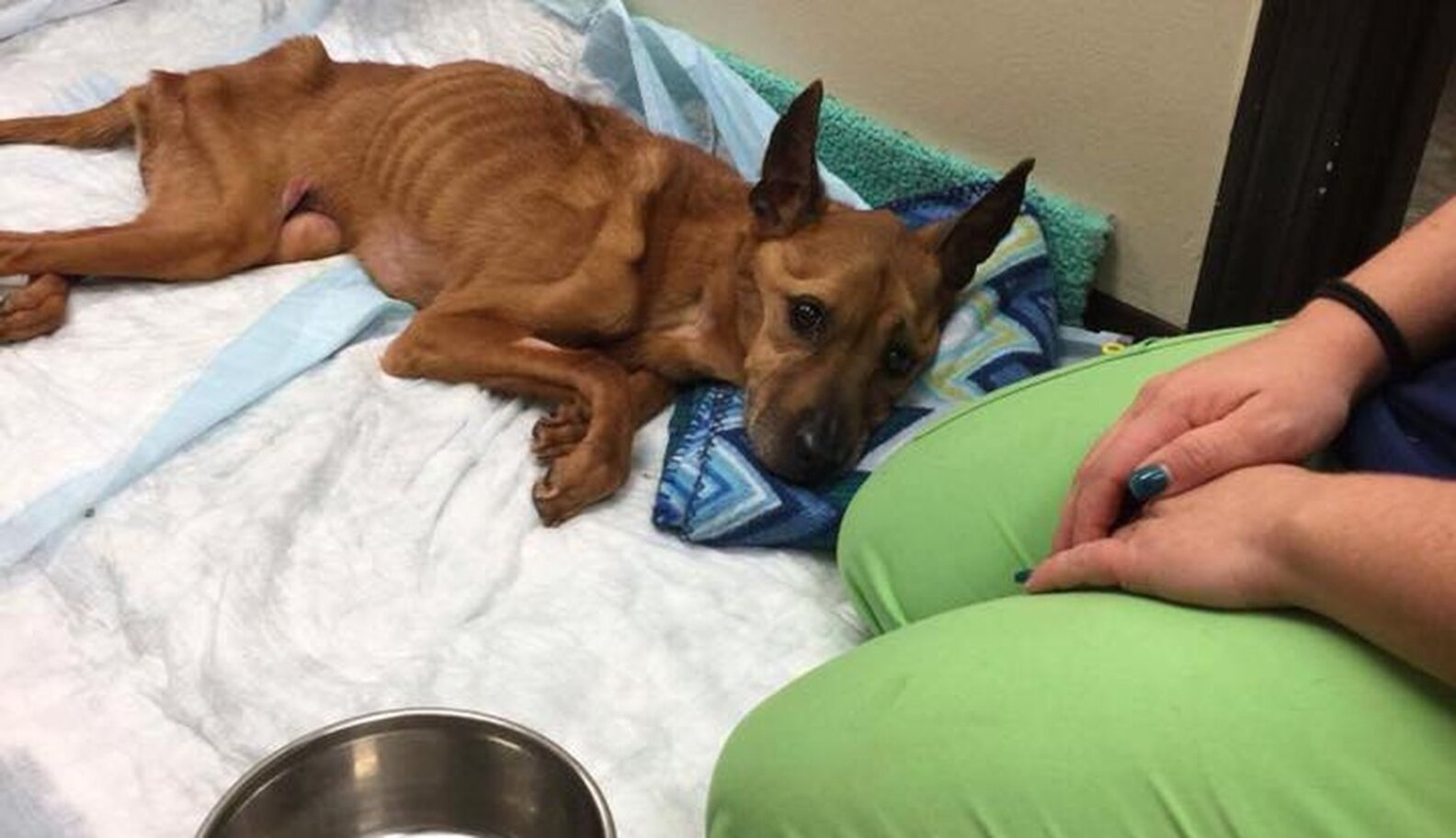 Rescuers Refused To Give Up On Dog Abandoned At 60 Pounds Underweight ...