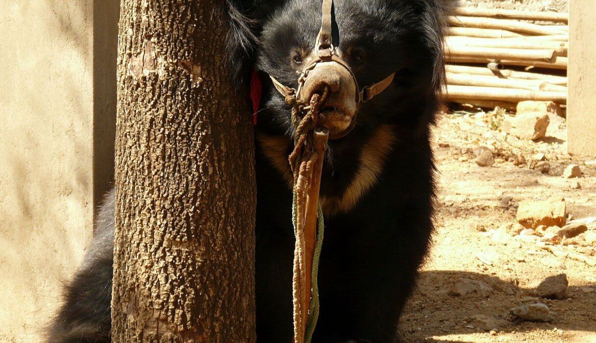 Shy Bear With Ring Forced Through His Nose Hid The Most Handsome Face ...