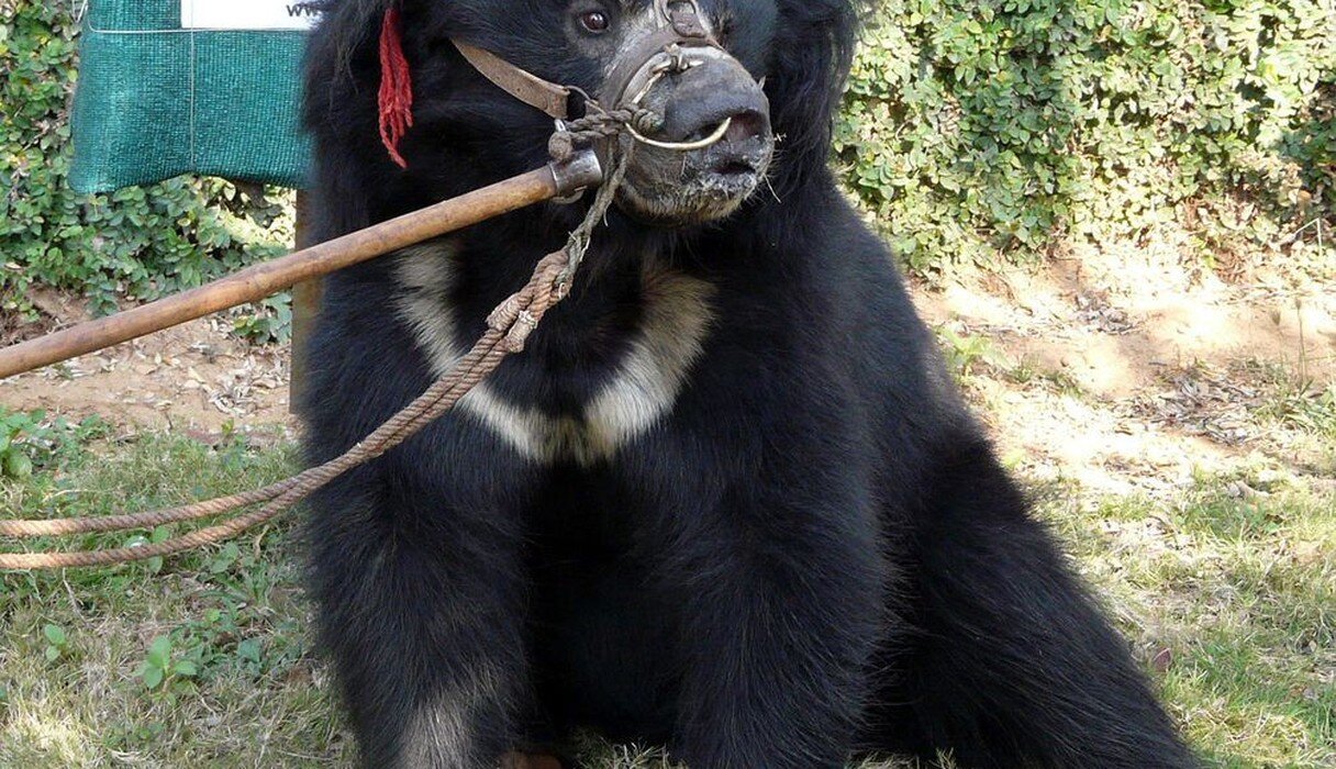 Shy Bear With Ring Forced Through His Nose Hid The Most Handsome Face ...