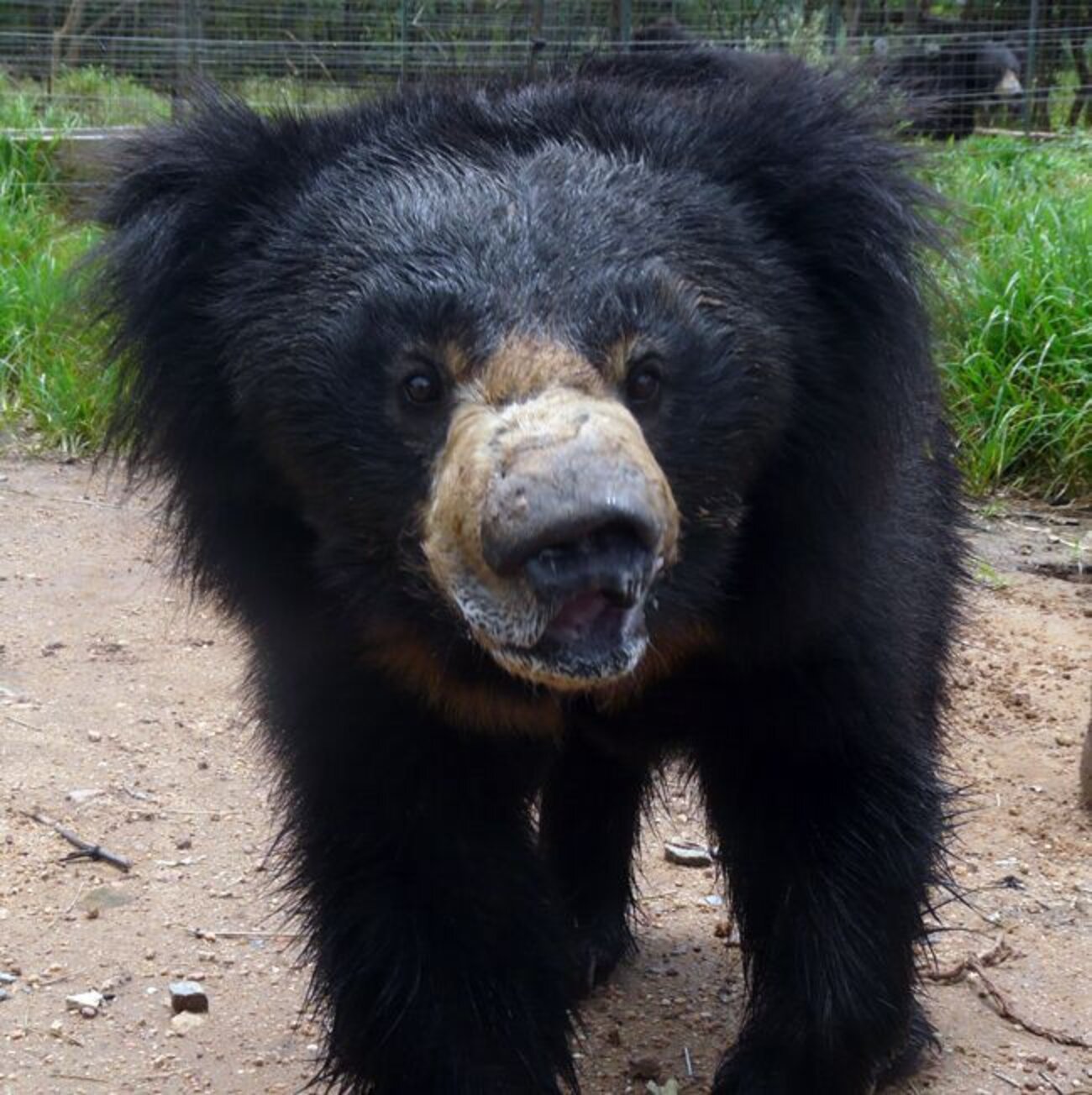 Shy Bear With Ring Forced Through His Nose Hid The Most Handsome Face ...