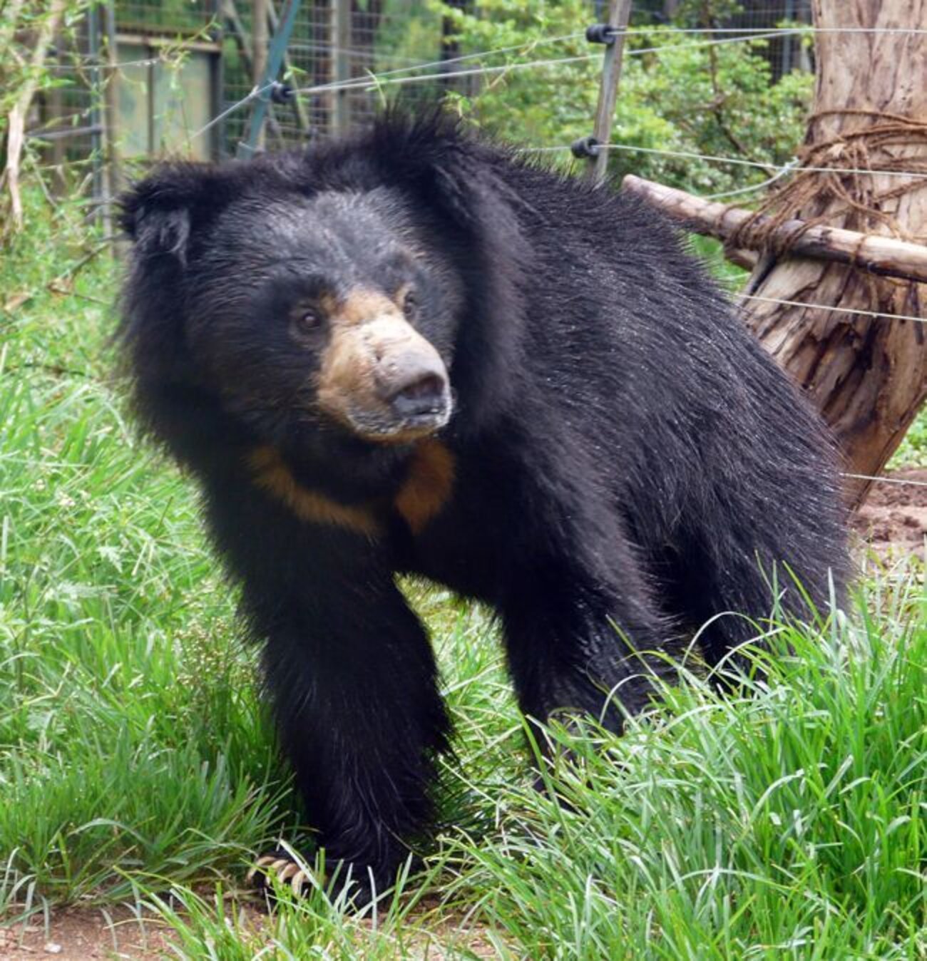 Shy Bear With Ring Forced Through His Nose Hid The Most Handsome Face ...