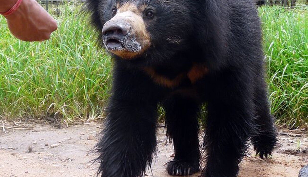 Shy Bear With Ring Forced Through His Nose Hid The Most Handsome Face ...