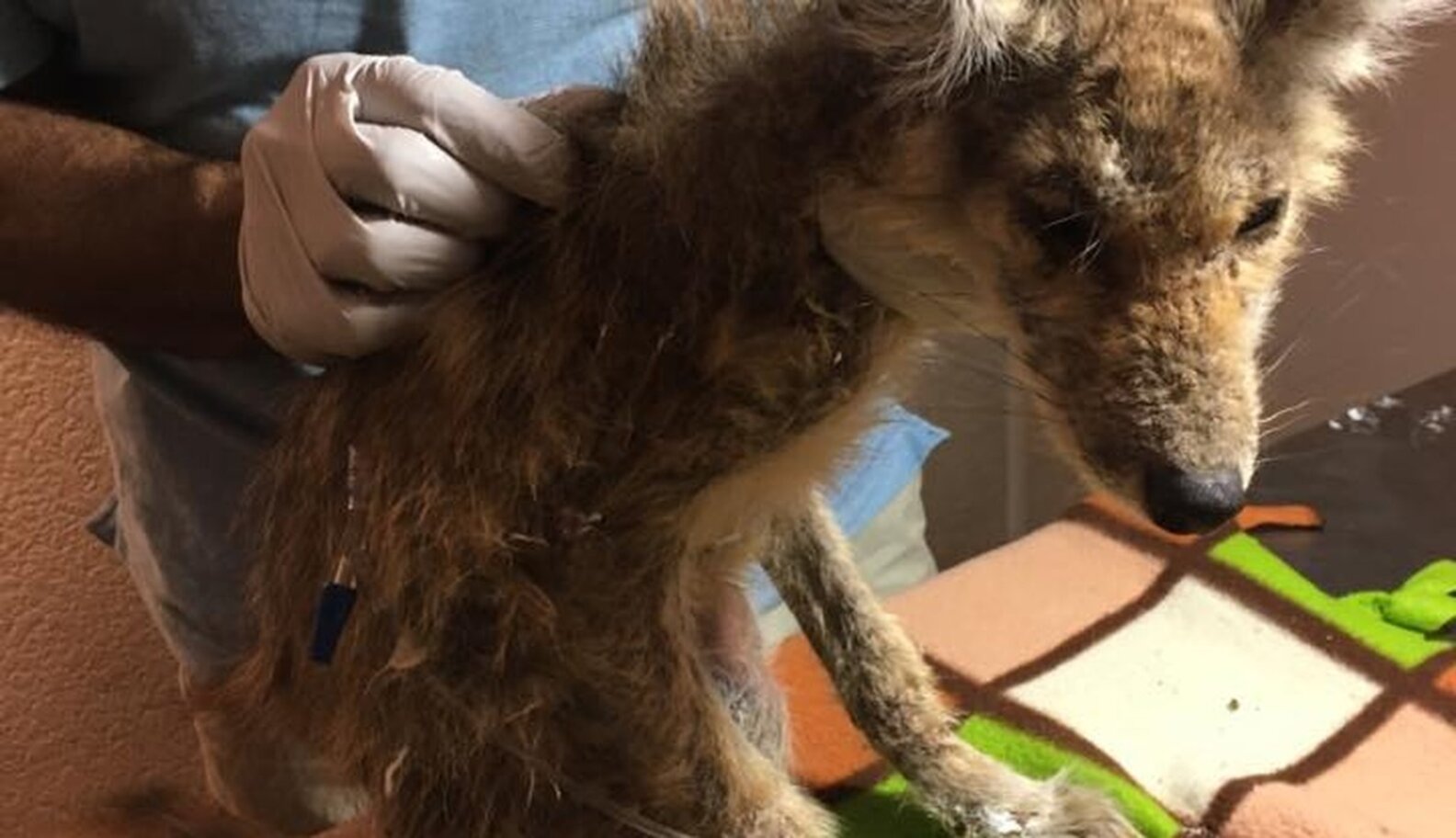 Sick And Scared ‘Fox’ Chased Into A Corner Wasn’t What He Seemed - The Dodo