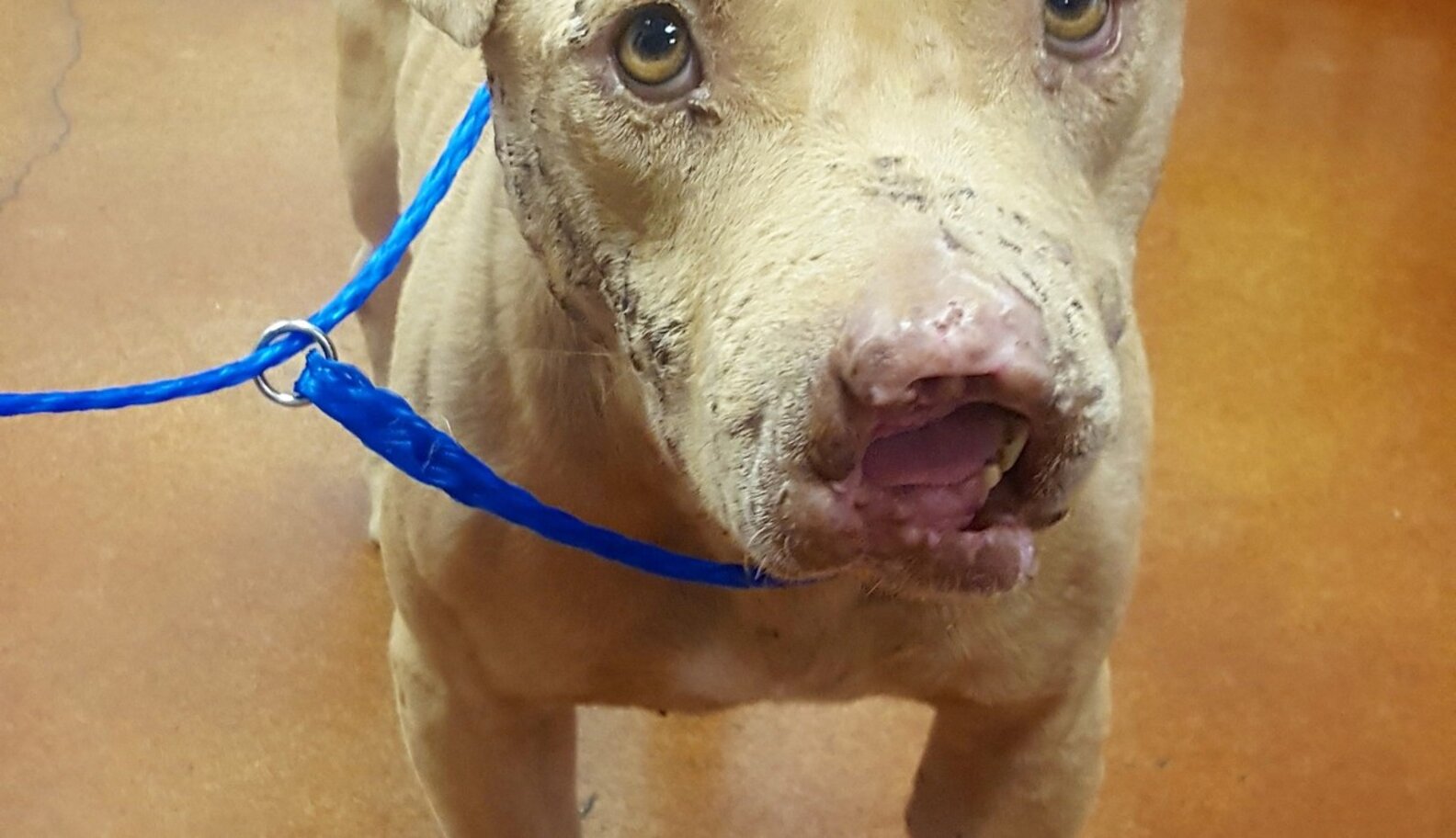 Dog Who Lost His Nose Gives Rescuers The Sweetest Kisses - The Dodo