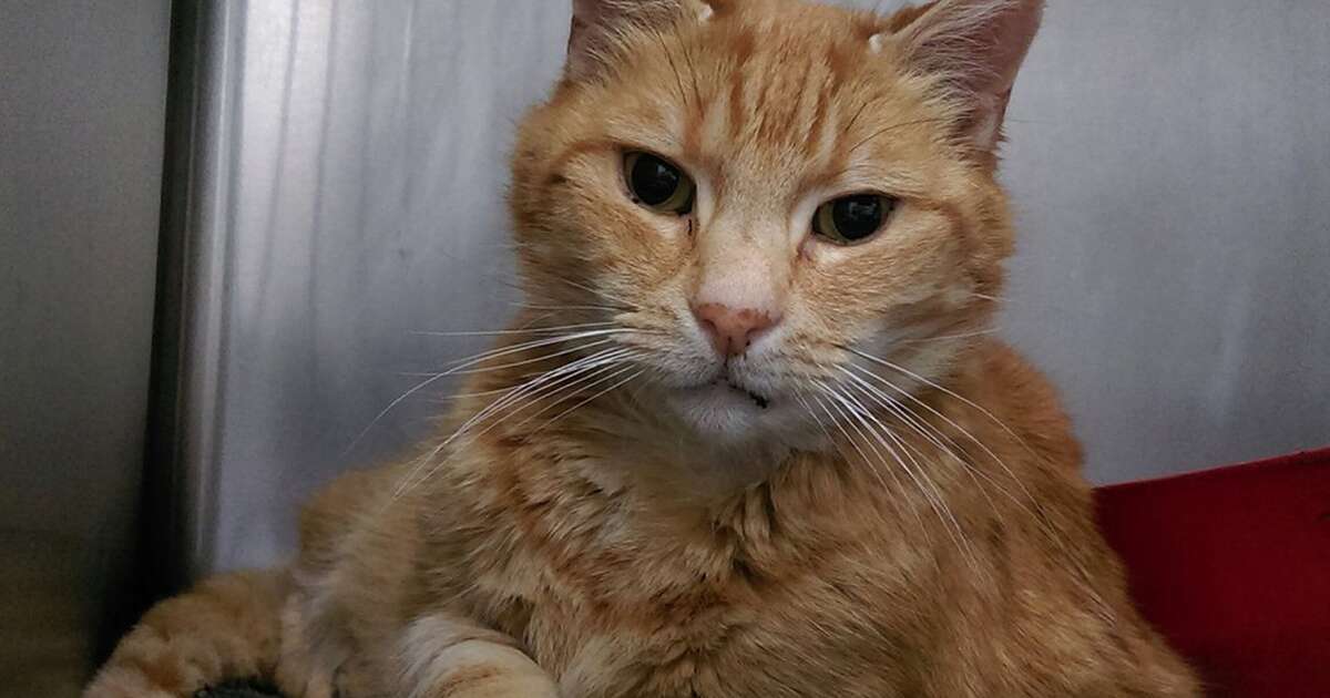 Senior Cat Lost In Australia Reunites With His Mom In Ireland - The Dodo