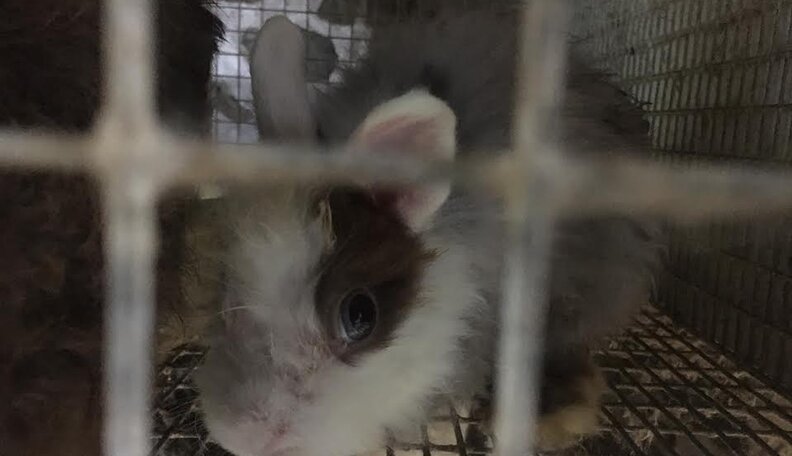 People Show Up To Rescue Rabbits — Then Find Her In The Basement - The Dodo