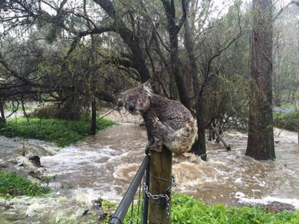 Man Helps Soaking Wet Koala Find Safety During Flood - The Dodo