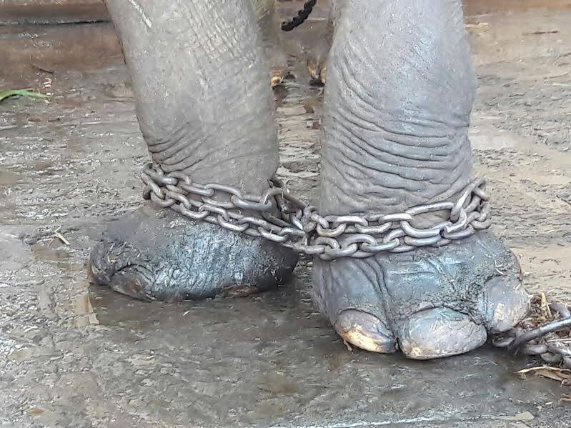 Elephant Who Spent Decades In Dark Room Can't Stop Smiling Now - The Dodo