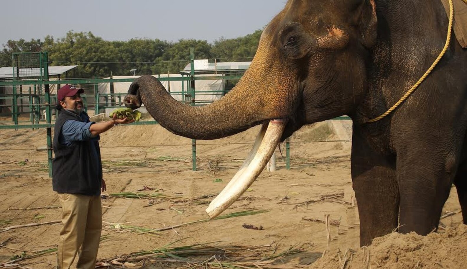 Elephant Who Spent Decades In Dark Room Can't Stop Smiling Now - The Dodo