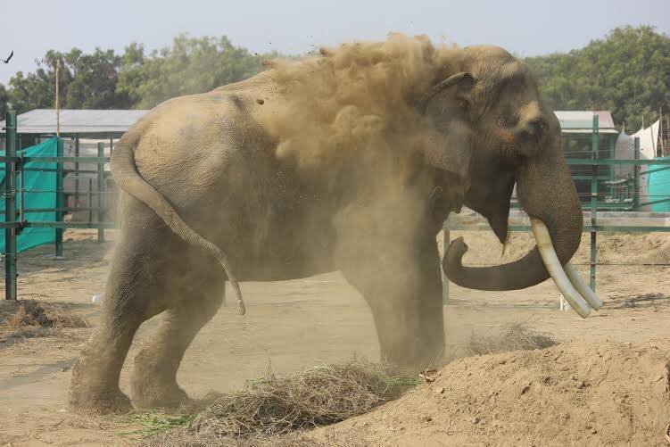Elephant Who Spent Decades In Dark Room Can't Stop Smiling Now - The Dodo
