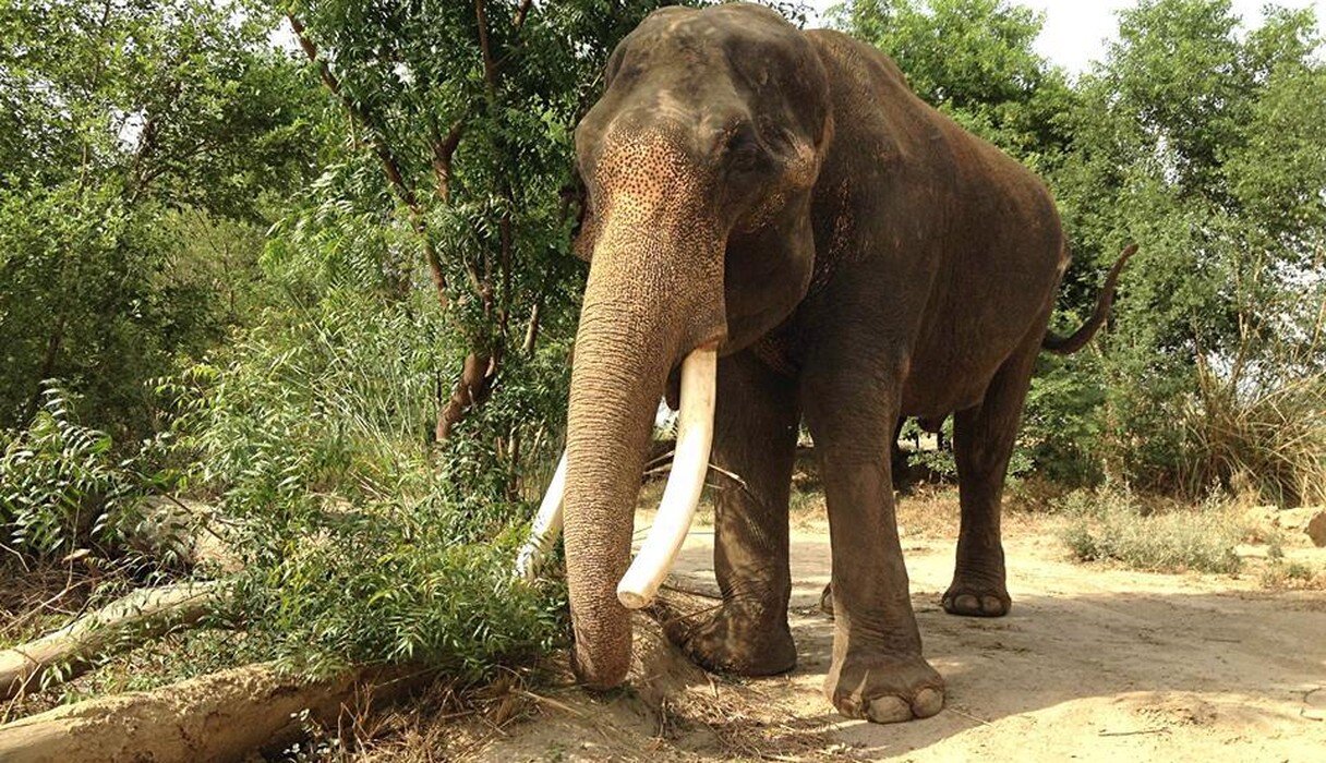 Elephant Who Spent Decades In Dark Room Can't Stop Smiling Now - The Dodo