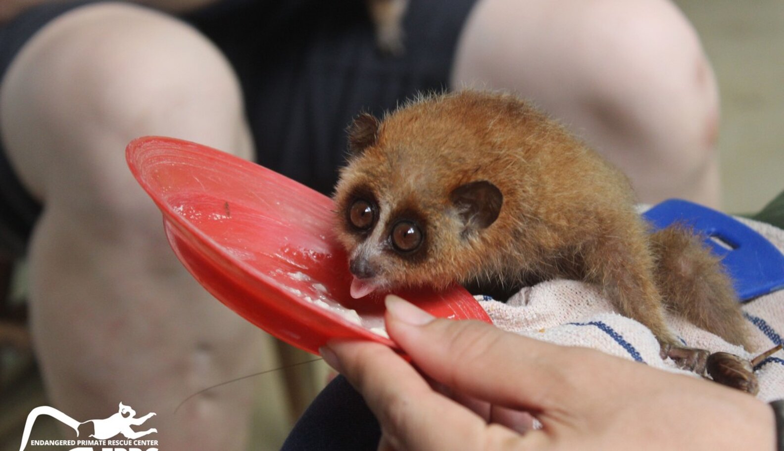 Slow Loris Who Lost Her Babies Saved From Life As A Pet - The Dodo