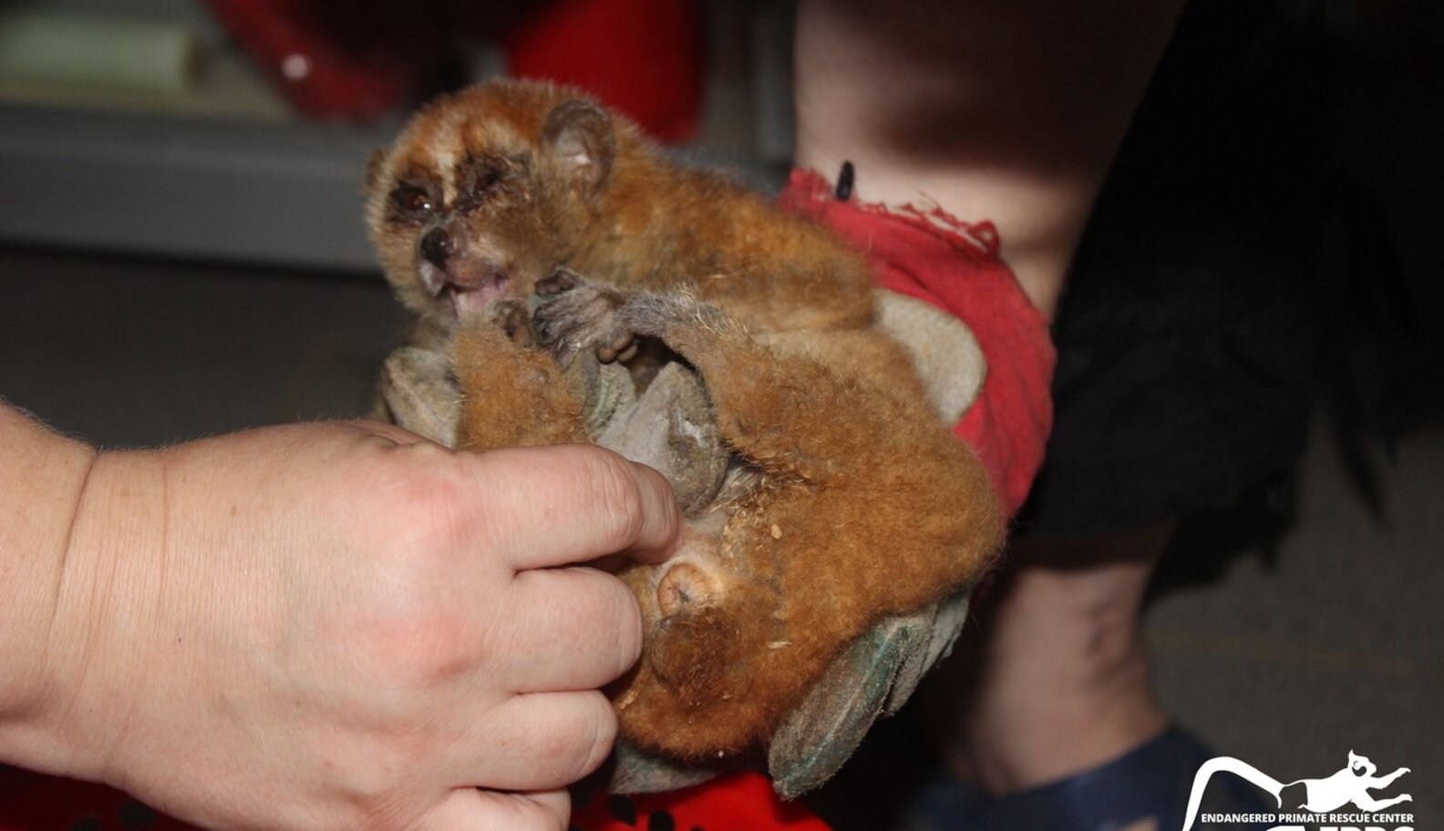 Slow Loris Who Lost Her Babies Saved From Life As A Pet - The Dodo