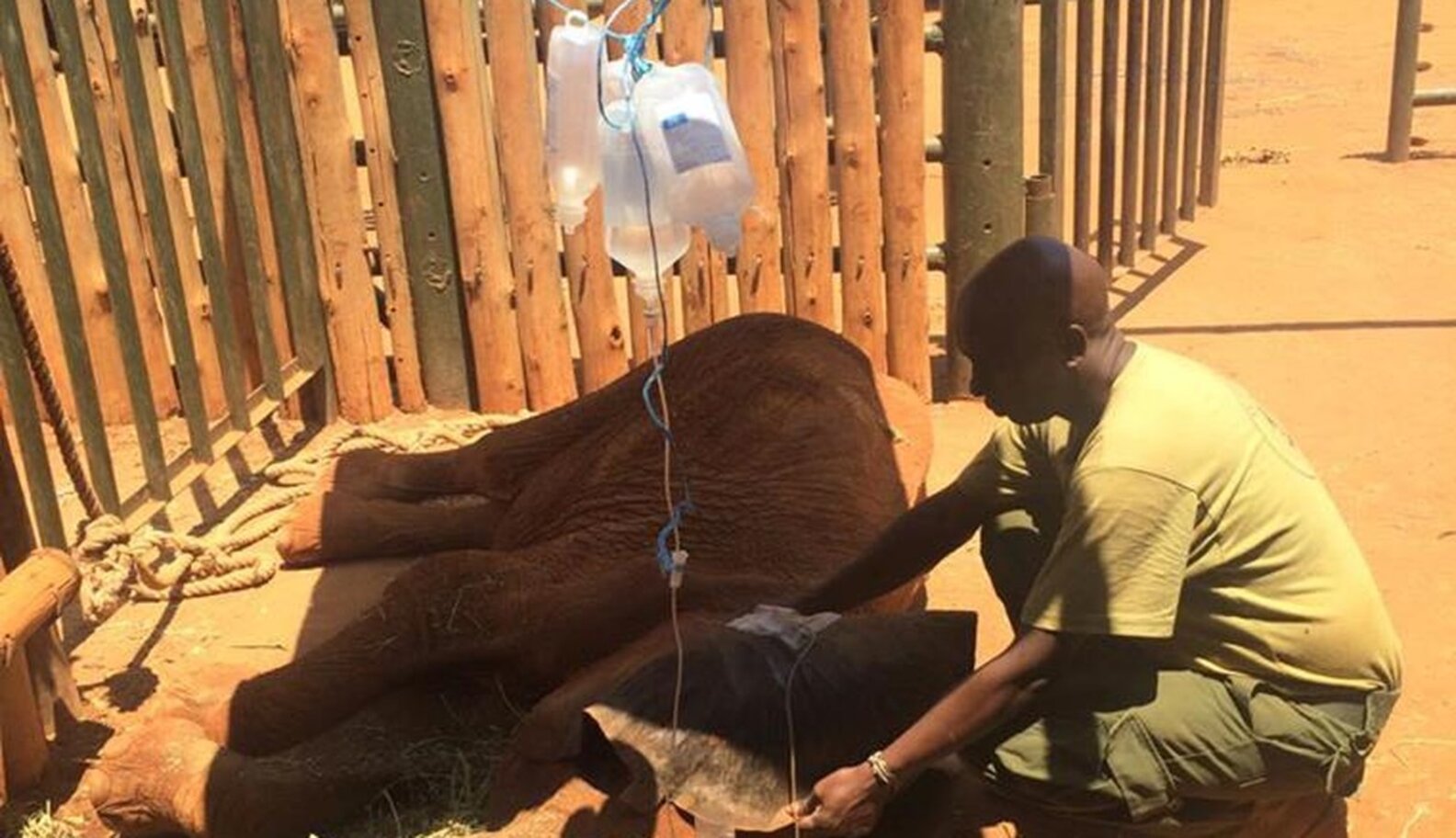 Baby Elephant Wanders Into A Puddle — Then Struggles To Get Out - The Dodo