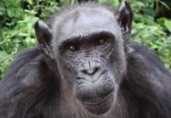 Chimp Makes A Purse Out Of Leaves To Carry All Her Snacks - The Dodo