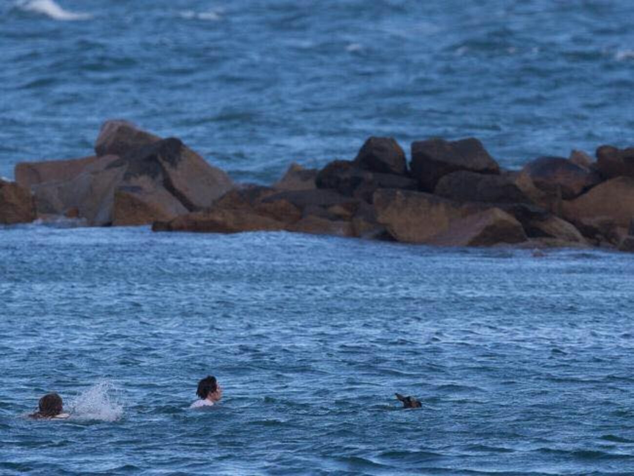 Chefs See Scared Kangaroo In Freezing Ocean And Dive Right In - The Dodo