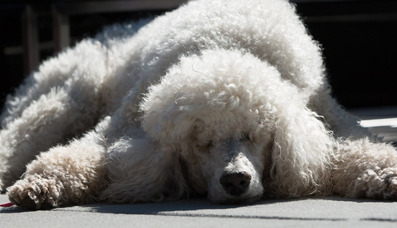 This Poodle Went Blind And Deaf, But Her Sister Takes Her For Walks ...