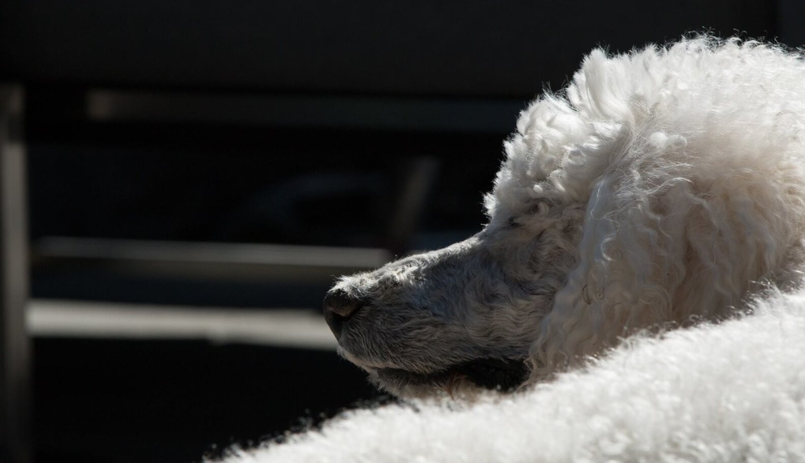 This Poodle Went Blind And Deaf, But Her Sister Takes Her For Walks ...