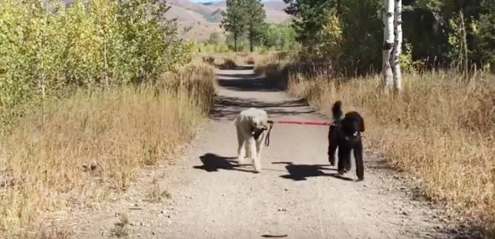This Poodle Went Blind And Deaf, But Her Sister Takes Her For Walks ...