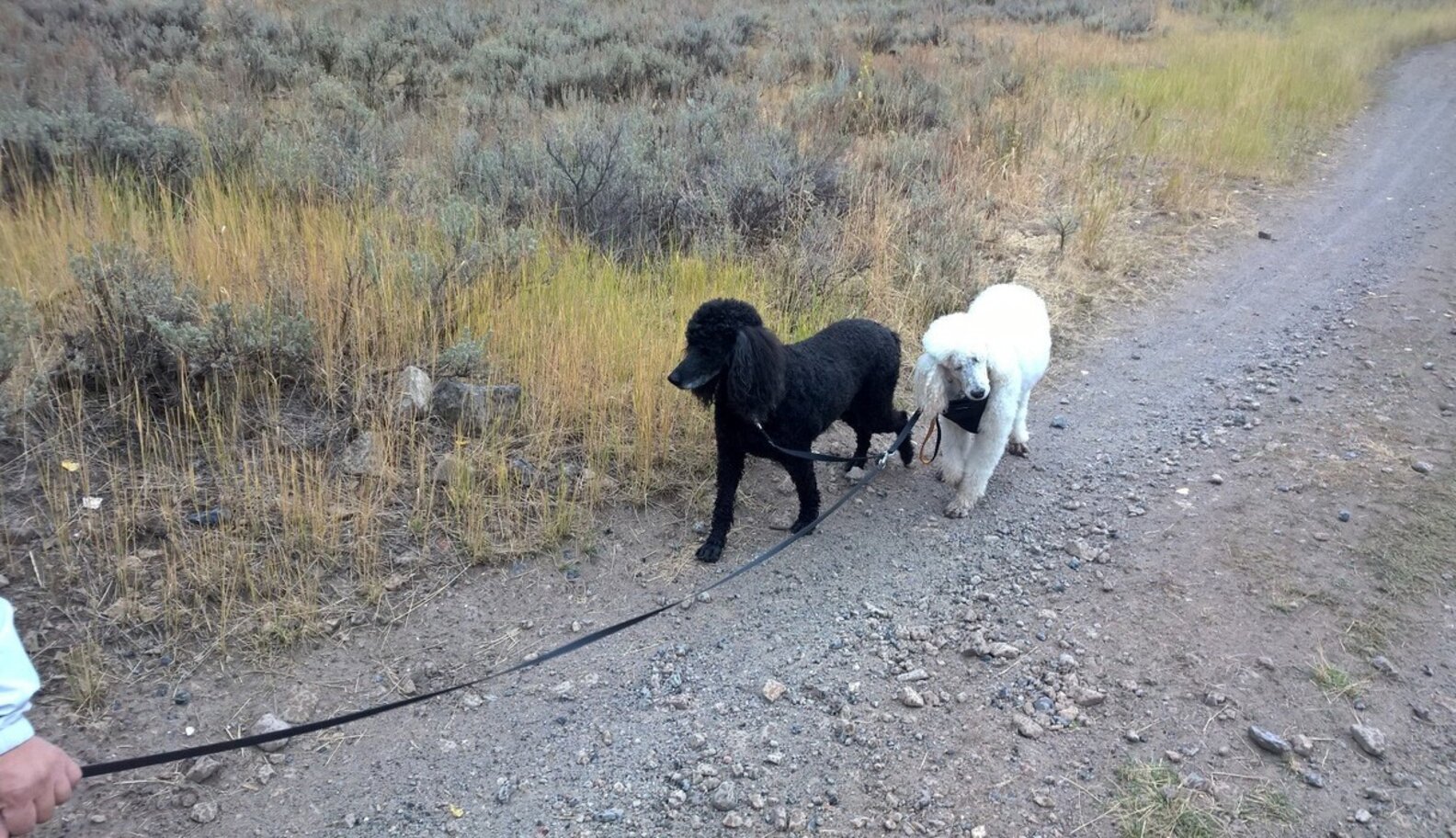 This Poodle Went Blind And Deaf, But Her Sister Takes Her For Walks ...