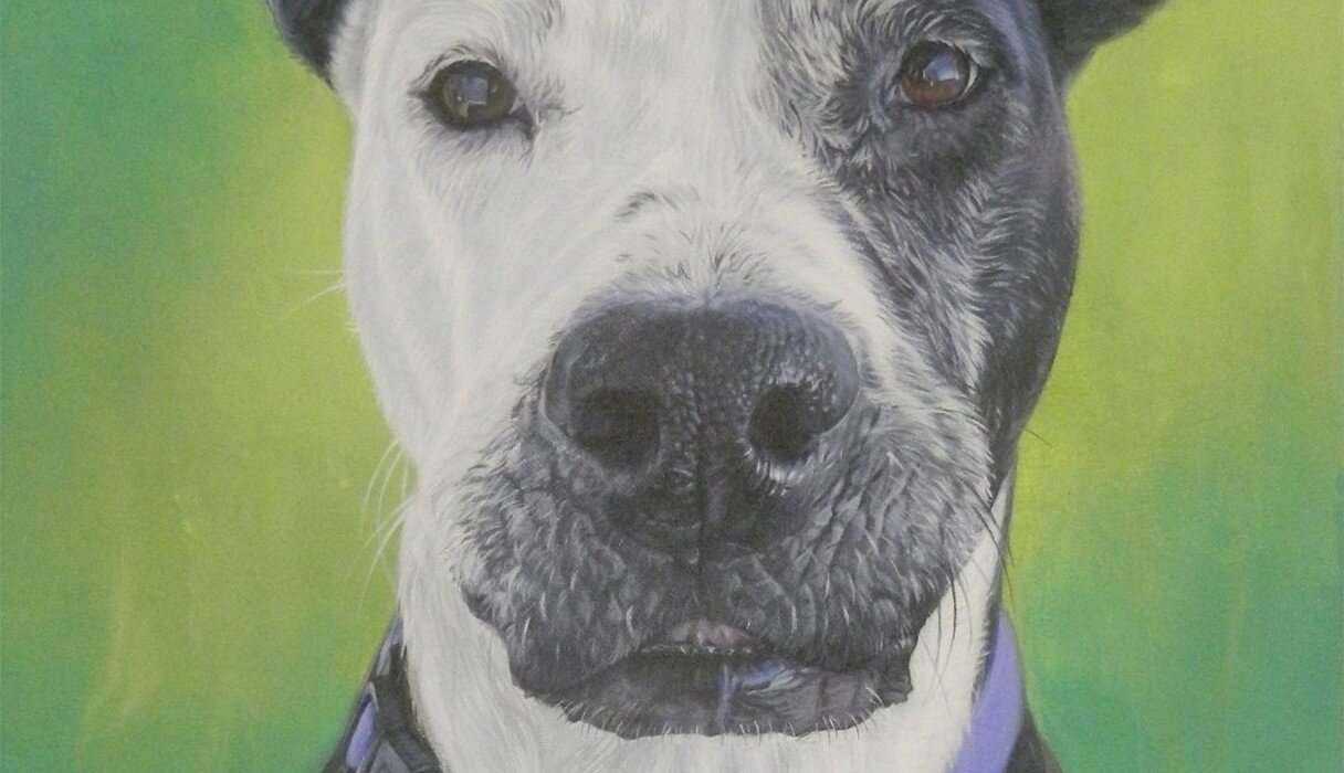 Dog No One Wanted Gets A Painting That Helps Her Find A Family - The Dodo