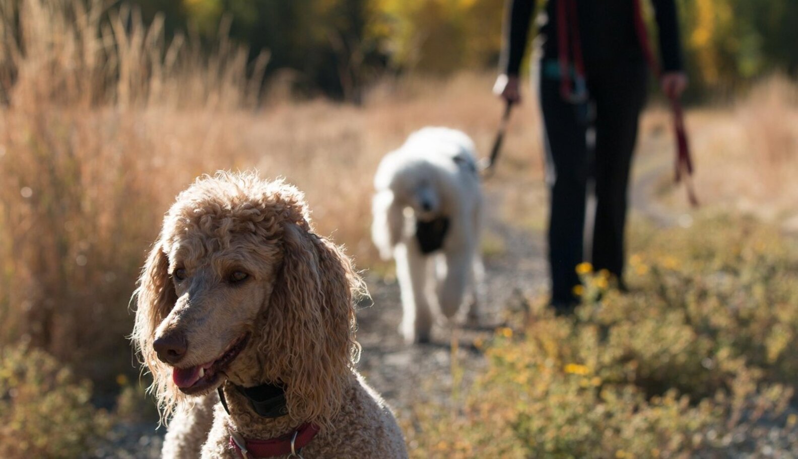 This Poodle Went Blind And Deaf, But Her Sister Takes Her For Walks ...