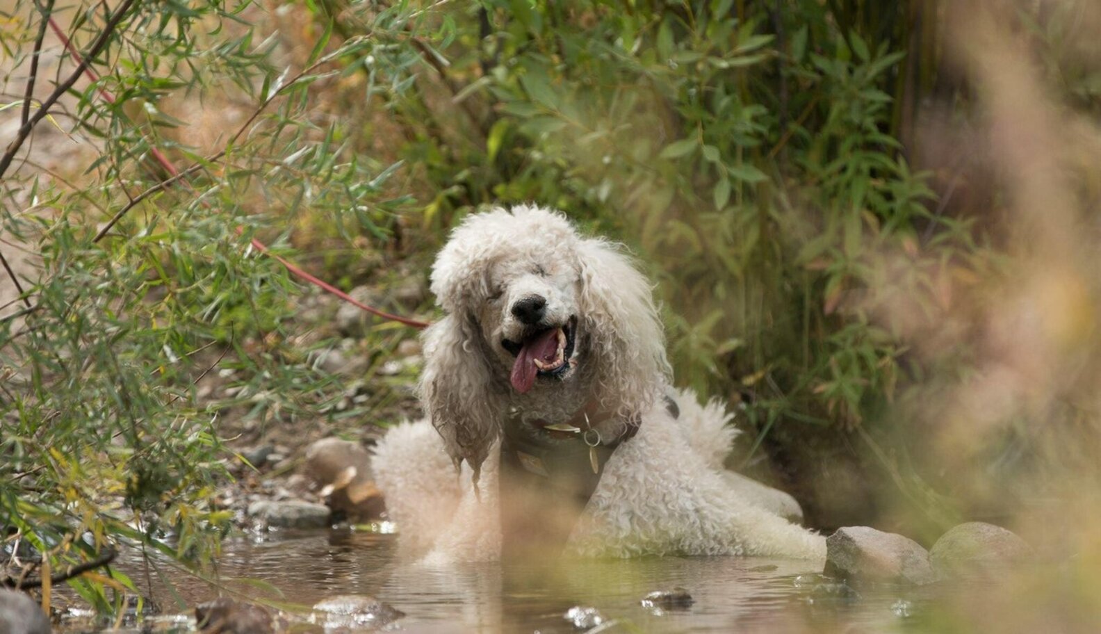 This Poodle Went Blind And Deaf, But Her Sister Takes Her For Walks ...