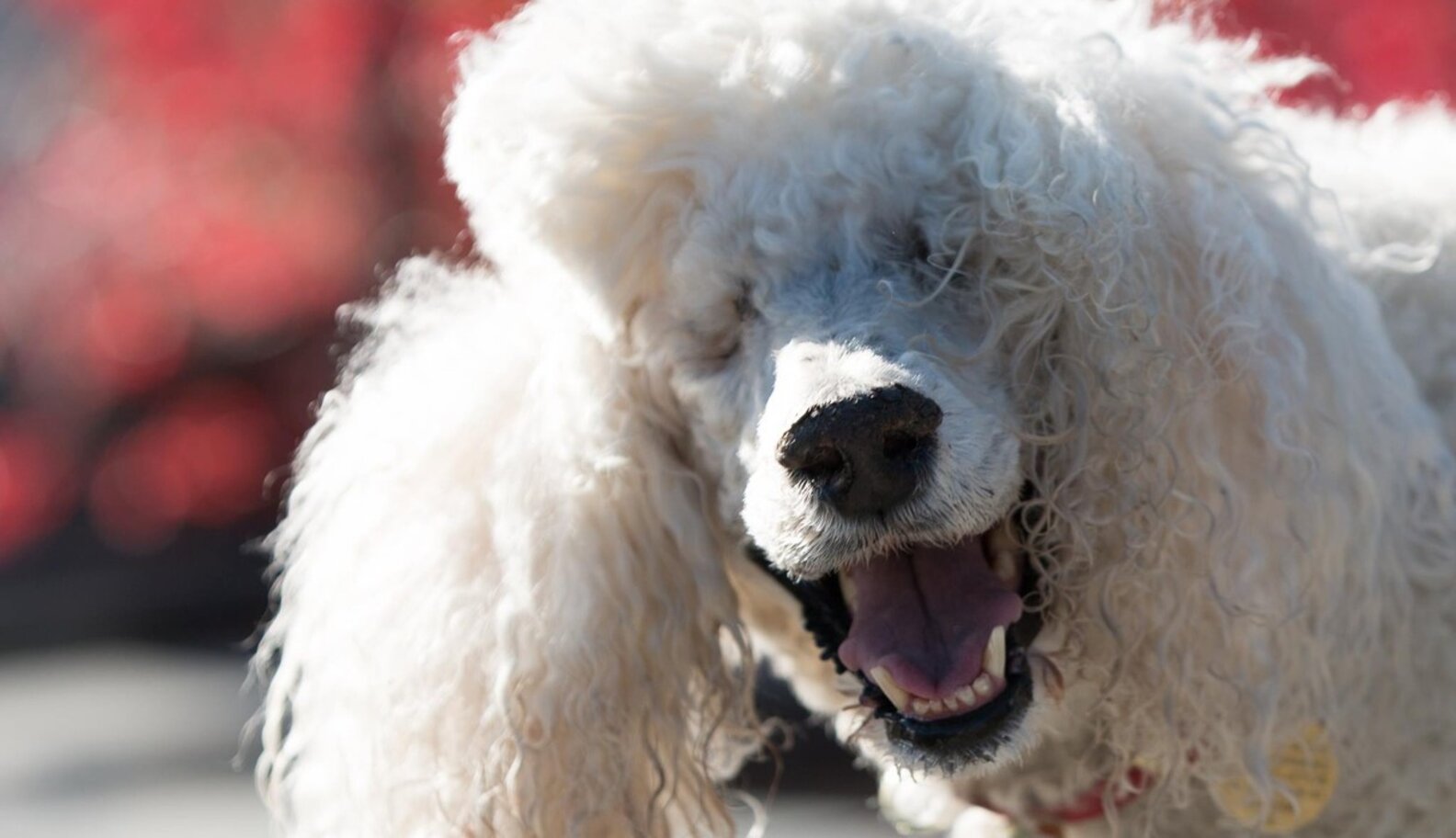 This Poodle Went Blind And Deaf, But Her Sister Takes Her For Walks ...