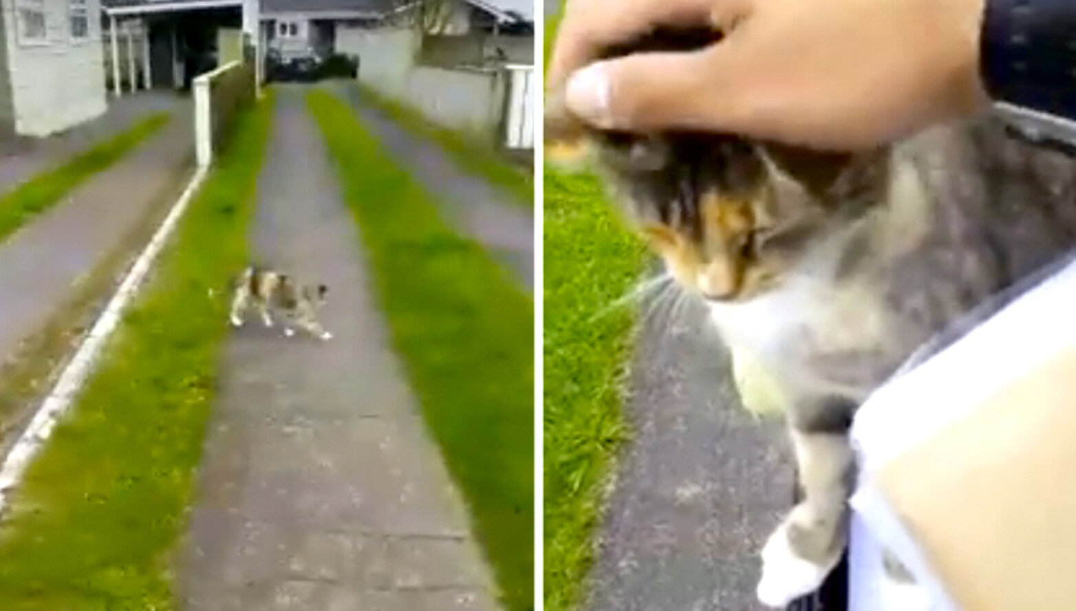 Cat Chases Down Mailman Every Day Demanding To Be Pet - The Dodo