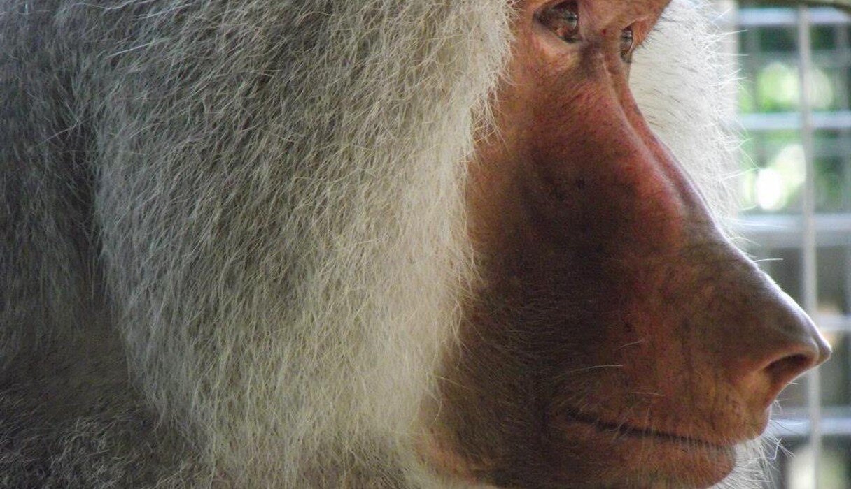 Circus Baboon Who Spent 17 Years Alone Makes His Very First Friend ...