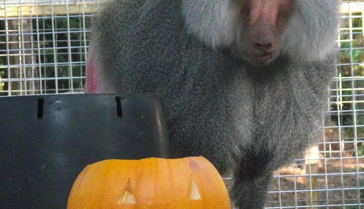 Circus Baboon Who Spent 17 Years Alone Makes His Very First Friend ...