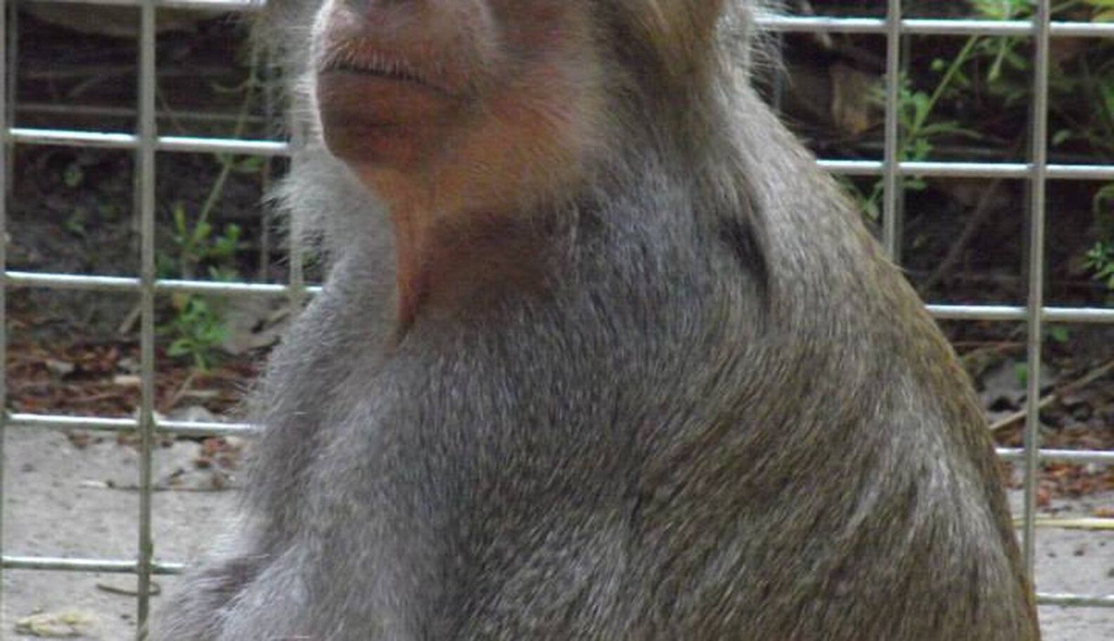 Circus Baboon Who Spent 17 Years Alone Makes His Very First Friend ...